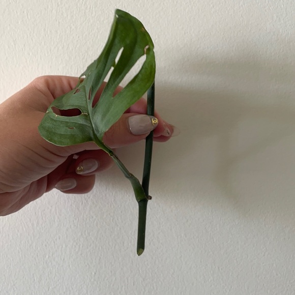 Other | Monstera Leaf Nodes For Propagation | Poshmark